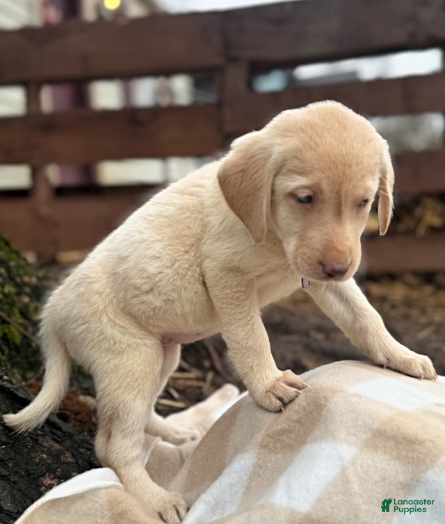 Labrador Retriever Puppy 1 for sale in Youngstown | Lancaster Puppies