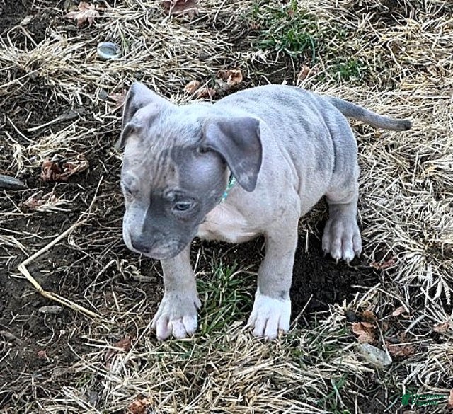 "SNOOP DOGG" ~ SPLIT FACE BLUE MERLE for sale in Newark | Lancaster Puppies