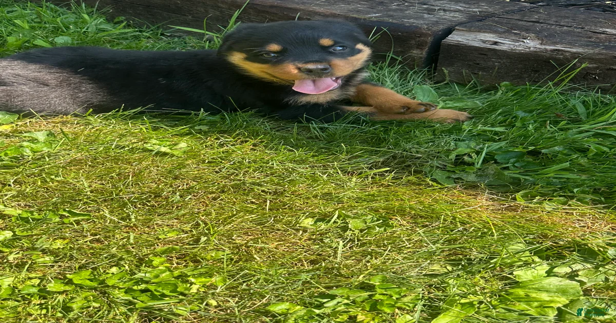 Rottweiler Puppies for sale in Indiana | Lancaster Puppies