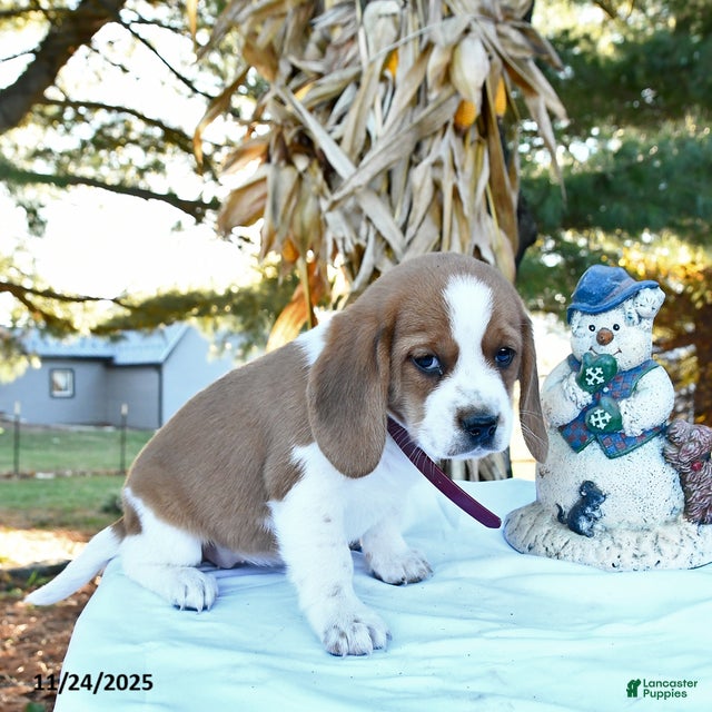 Jill for sale in Allenwood | Lancaster Puppies