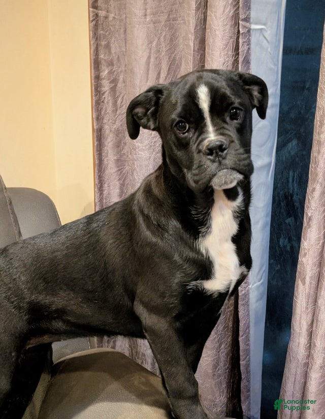 Taylor for sale in Kirkwood | Lancaster Puppies