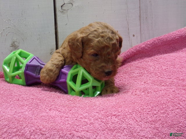 Elsa for sale in Abbotsford | Lancaster Puppies