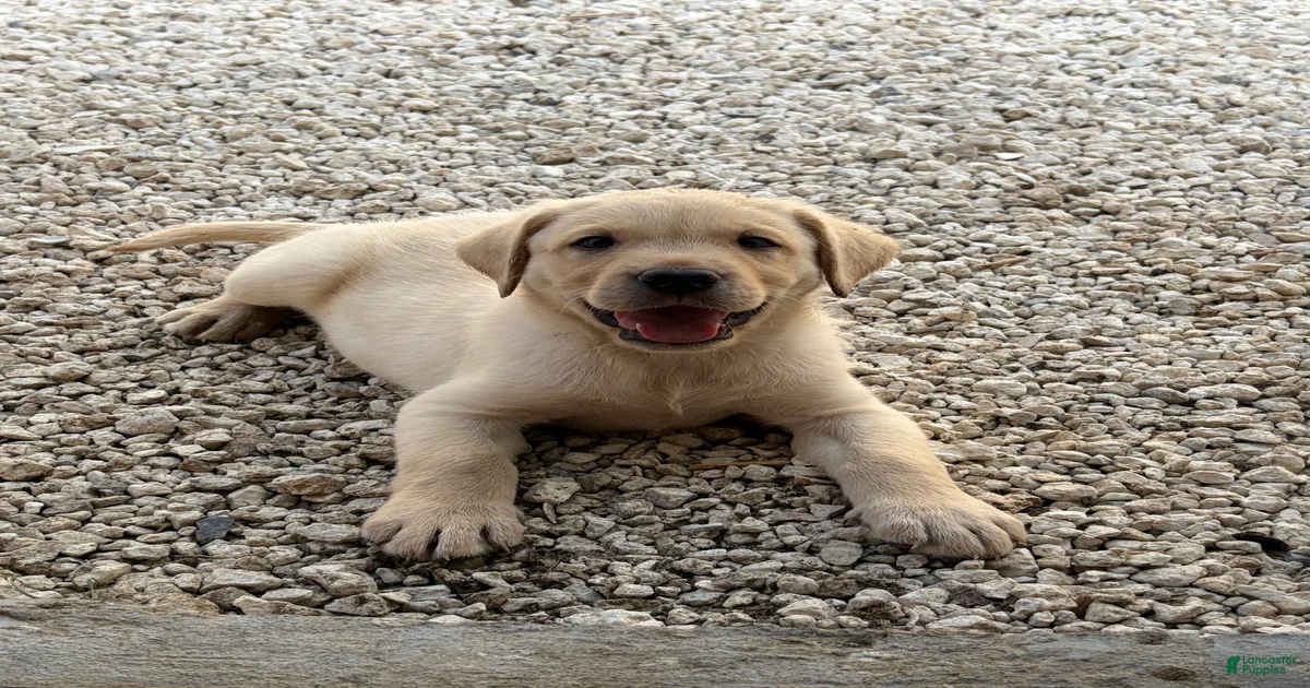 Female chocolate Labrador Retriever Puppies for sale | Lancaster Puppies