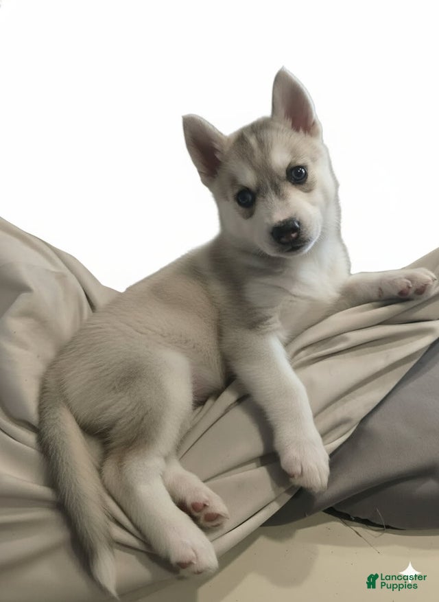 Yuki for sale in Quincy | Lancaster Puppies