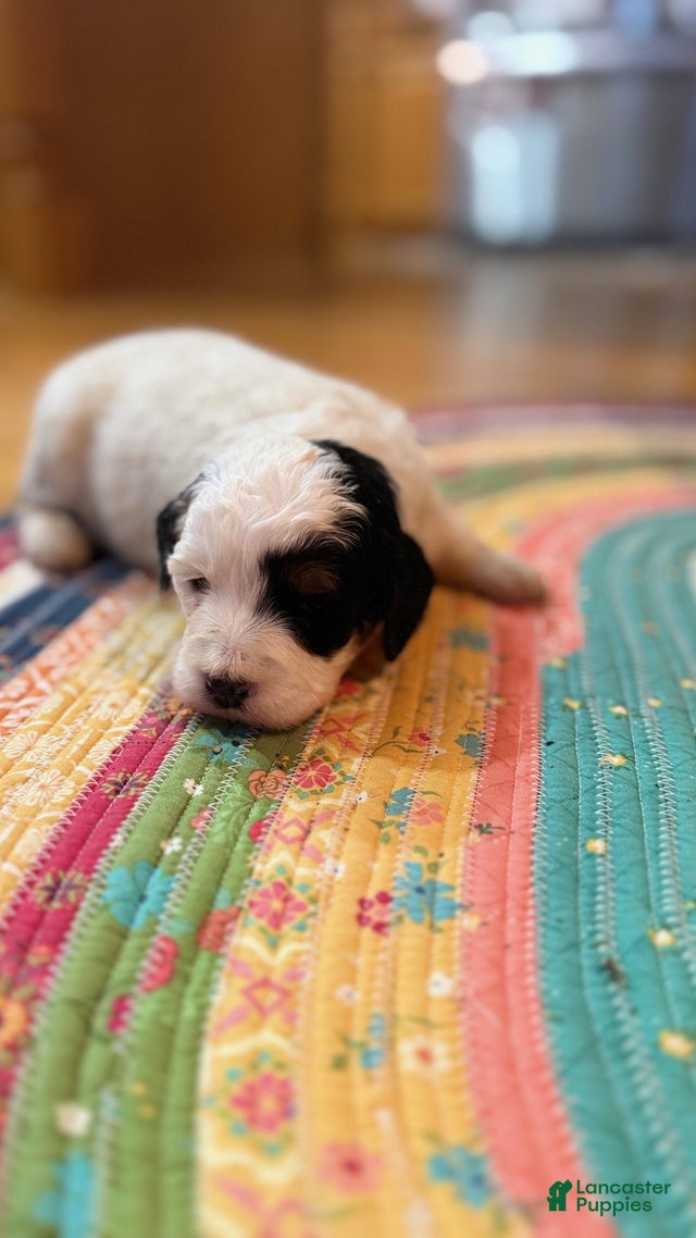 Oreo for sale in Scottsville | Lancaster Puppies