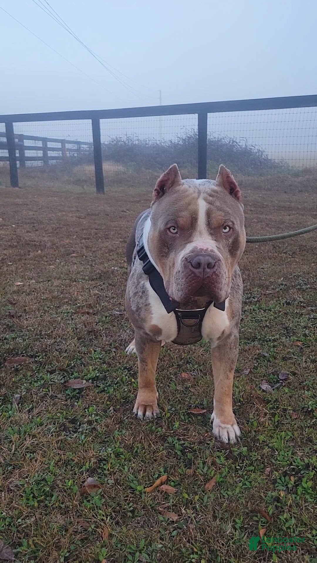 Around me American Bully Puppies for sale | Lancaster Puppies