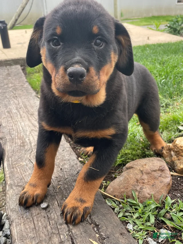 Dakota Rottweiler for sale in Lancaster | Lancaster Puppies