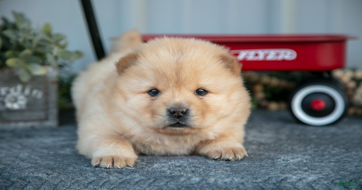 Coach for sale in Wolcottville | Lancaster Puppies