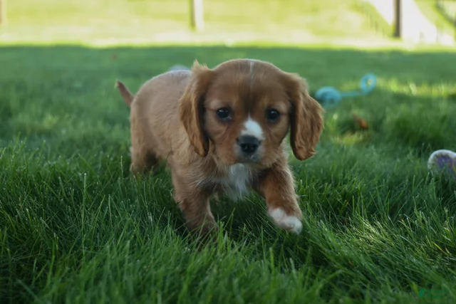 Fletcher 🐶💙 Cavalier King Charles Spaniel for sale in Baltic ...