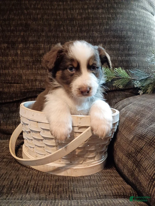 Oreo for sale in Bourbon | Lancaster Puppies