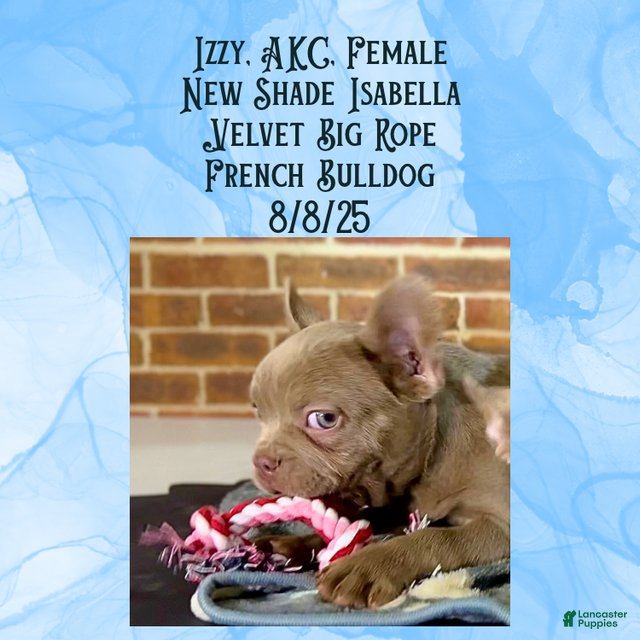 “Izzy the Velvet Queen: Blue-Eyed Beauty with Boss Energy & Breeding Potential” for sale in ...