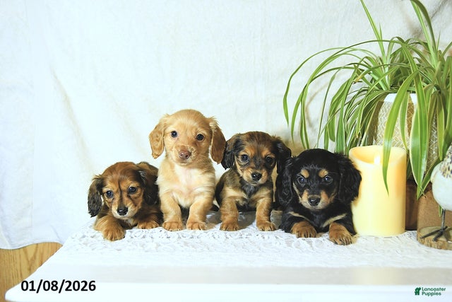 Nolan for sale in Nappanee | Lancaster Puppies
