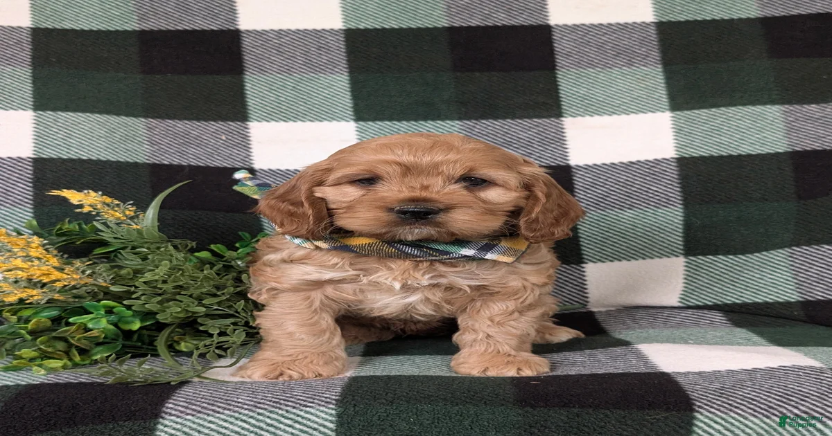 Donnally Cockapoo for sale in Nottingham | Lancaster Puppies