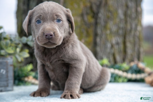Kali for sale in Holmesville | Lancaster Puppies