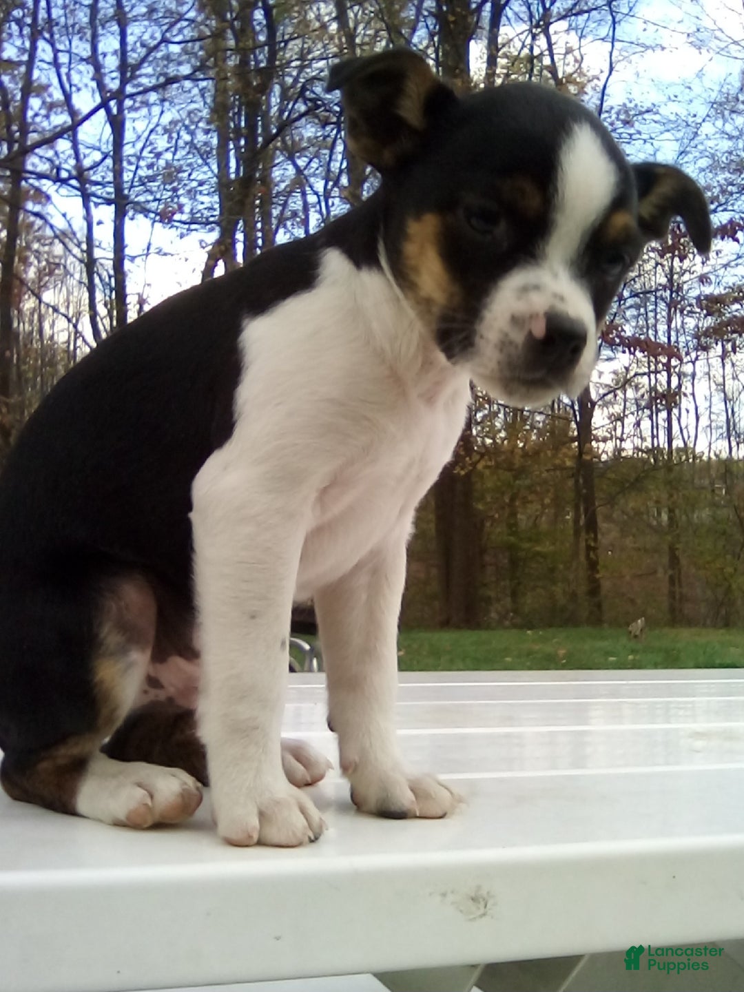 Ricky for sale in Orwell | Lancaster Puppies