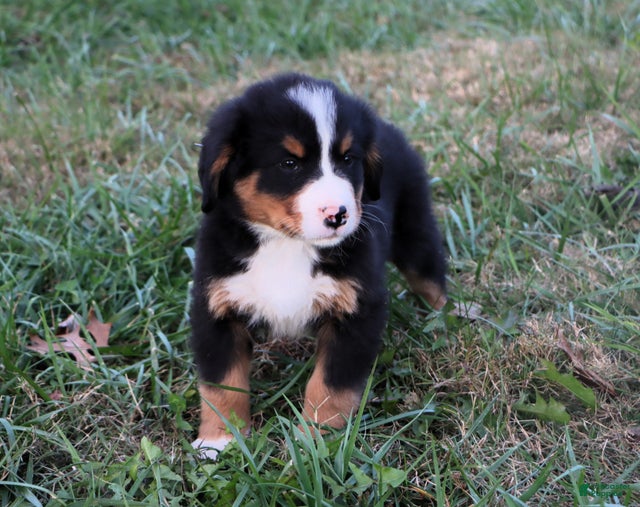 Matt for sale in Windsor | Lancaster Puppies