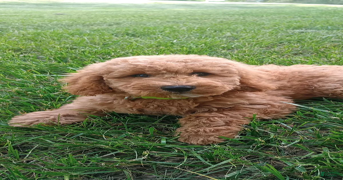 Peter Mini Goldendoodle Puppy 1 Mini Goldendoodle for sale in ...