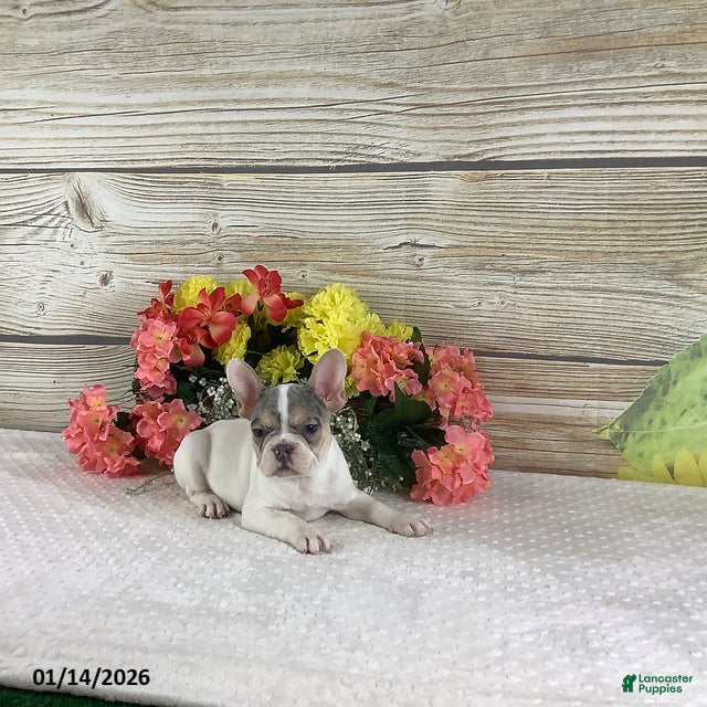 Jasper for sale in Honey Brook | Lancaster Puppies