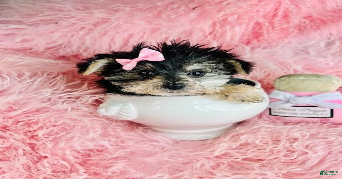 Teacup Morkie Puppy 1 Morkie for sale in Royal Palm Beach | Lancaster ...