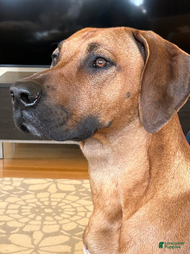 Archer for stud in Lewistown | Lancaster Puppies