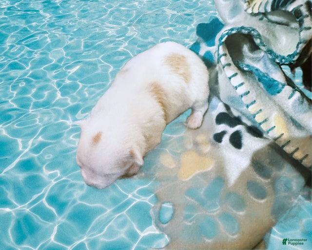 AKC Glacierpaw for sale in North Judson | Lancaster Puppies