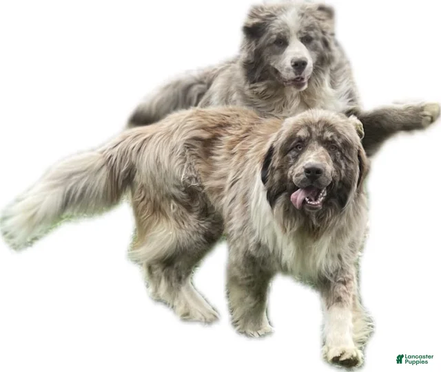 The Merle Newfoundland | Lancaster Puppies