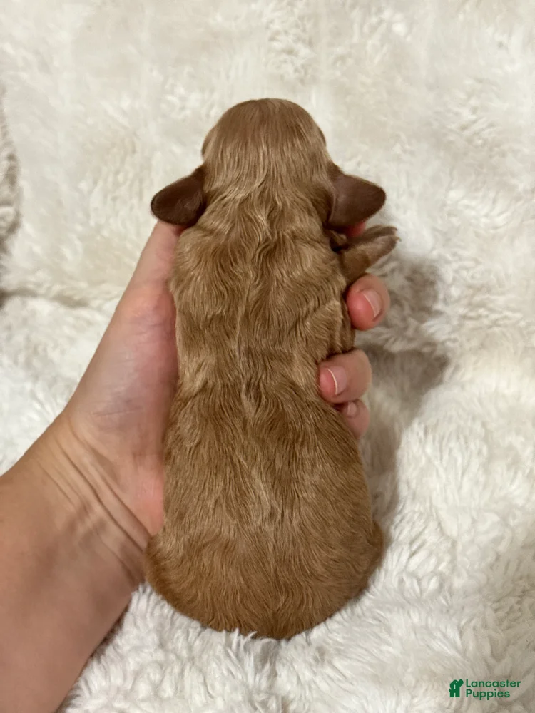 Teddy Cavapoo for sale in Campbellsville | Lancaster Puppies