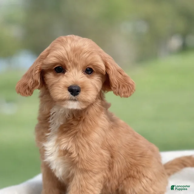 Desiree Cavapoo for sale in Dundee | Lancaster Puppies