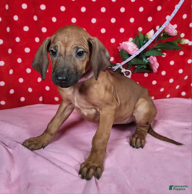 Roxy for sale in Jonestown | Lancaster Puppies