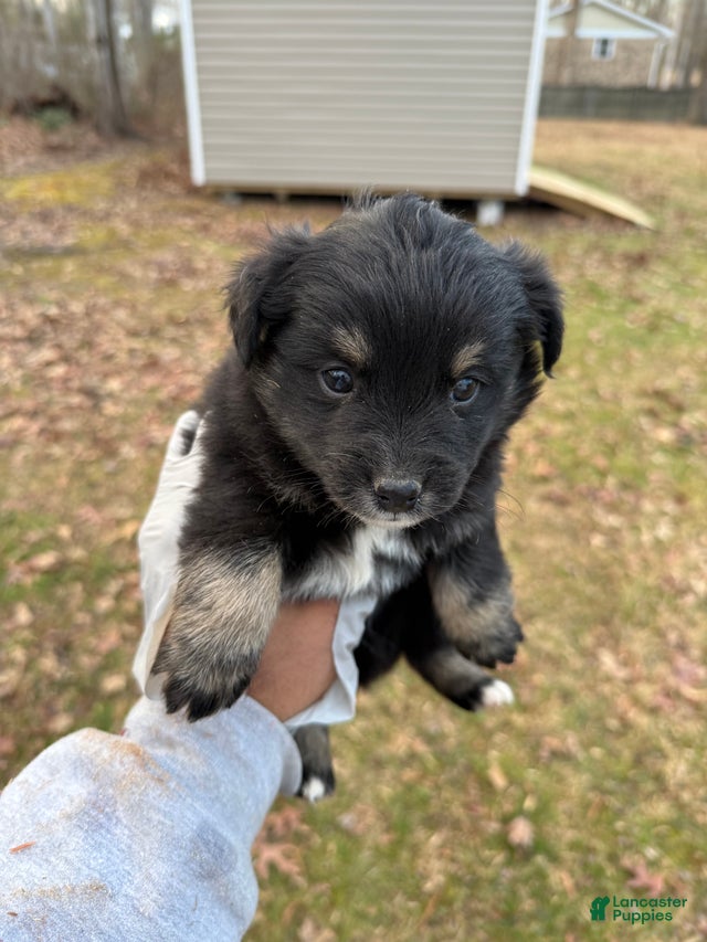 Pomsky Puppy 3 for sale in Waldorf | Lancaster Puppies