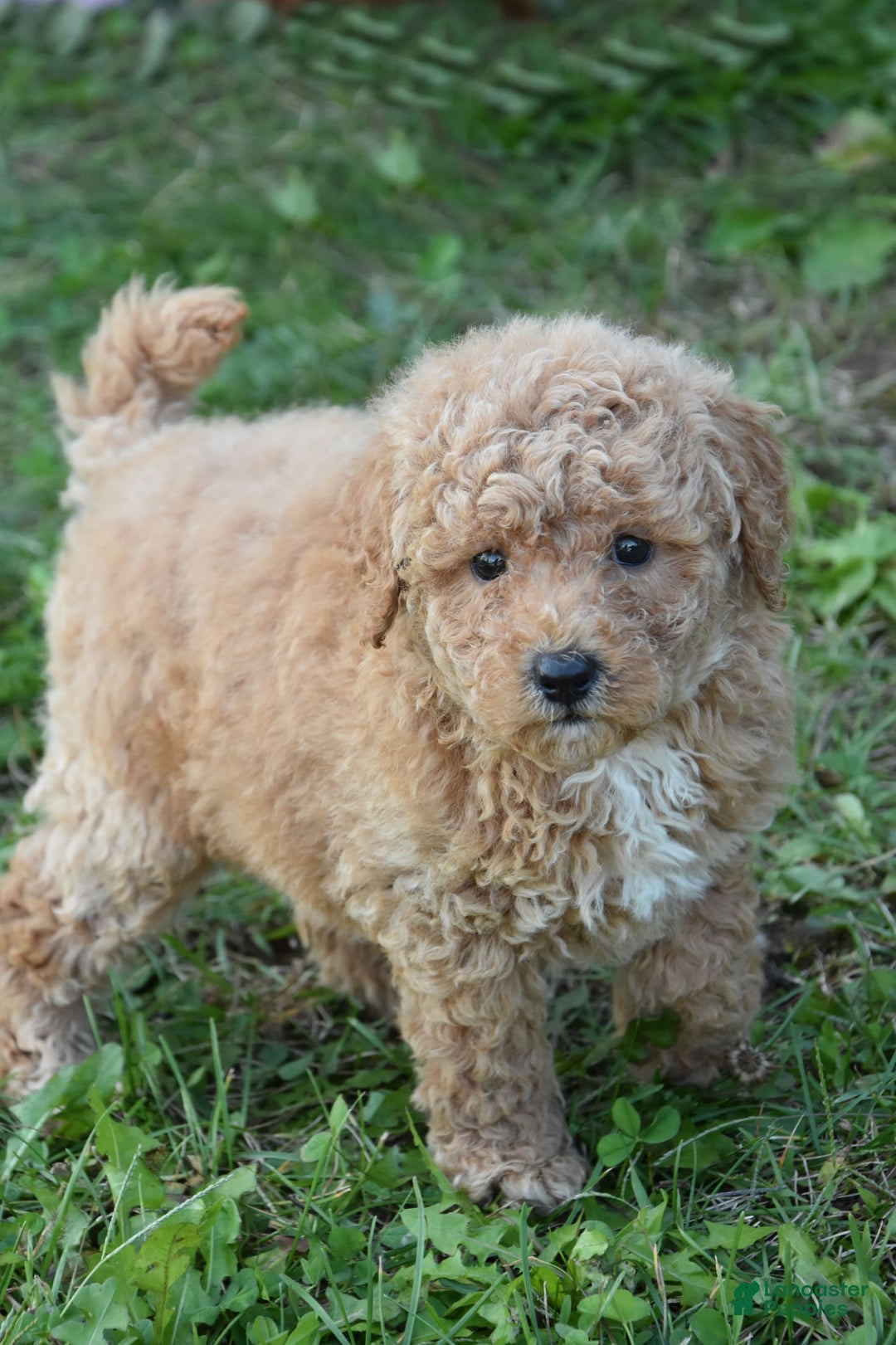 Alson Zimmerman | Lancaster Puppies