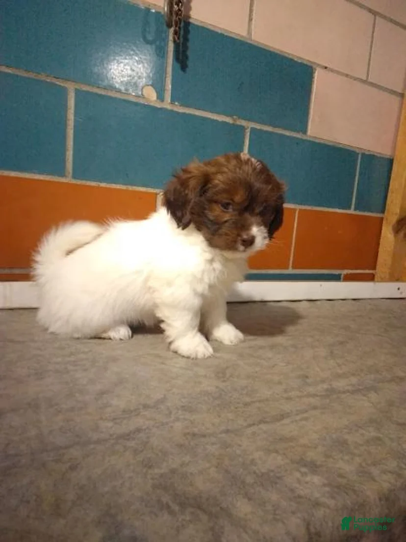 Maggie Shihpoo for sale in Ocean Township | Lancaster Puppies