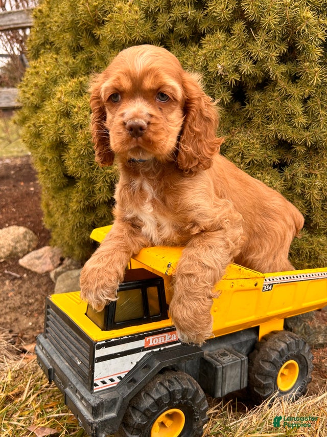 Zacky for sale in Middlebury | Lancaster Puppies