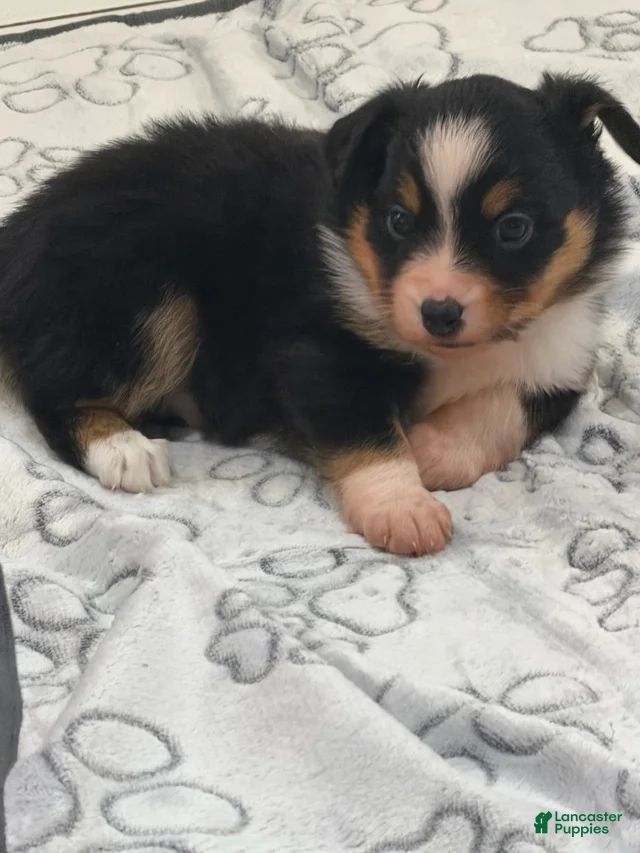 Miniature Australian Shepherd Puppy 3 Miniature Australian Shepherd for ...