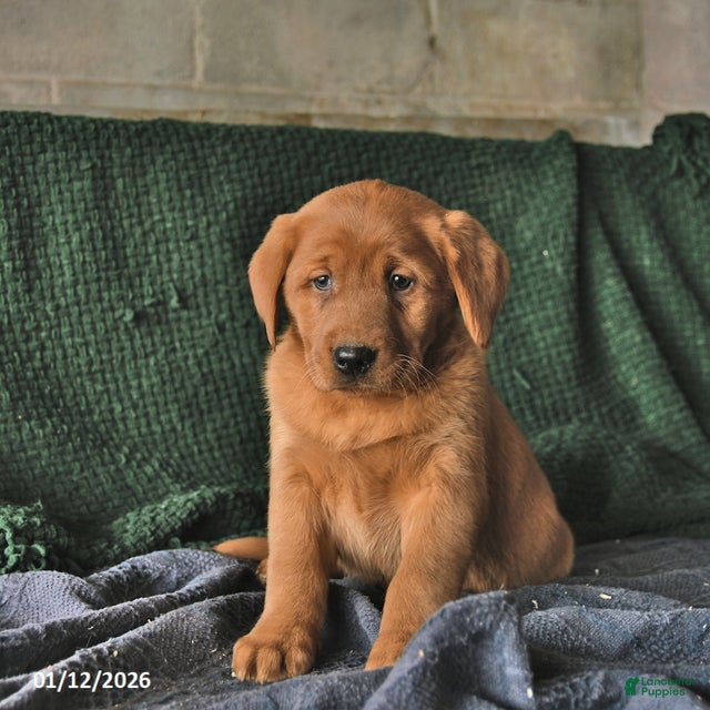 Sophie for sale in Christiana | Lancaster Puppies