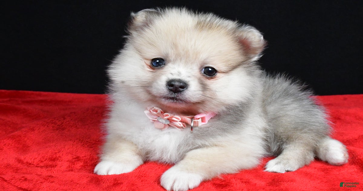 Mindy for sale in Millersburg | Lancaster Puppies