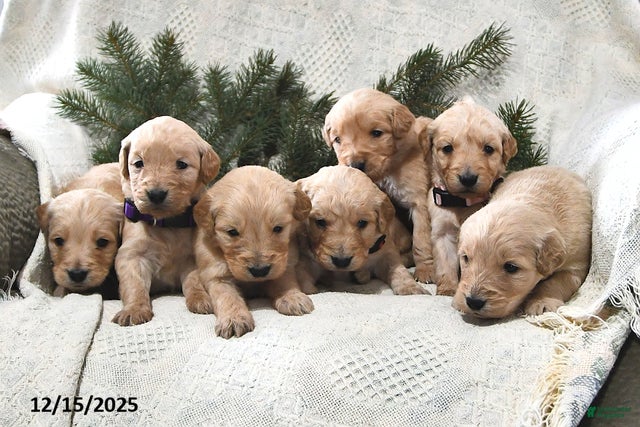 Hannah for sale in Penn Yan | Lancaster Puppies