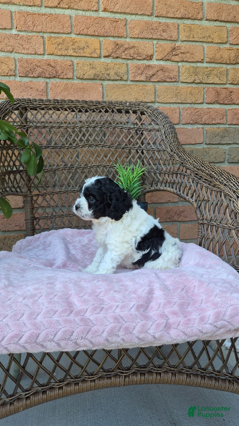 Izzy Cockapoo for sale in Sugarcreek | Lancaster Puppies