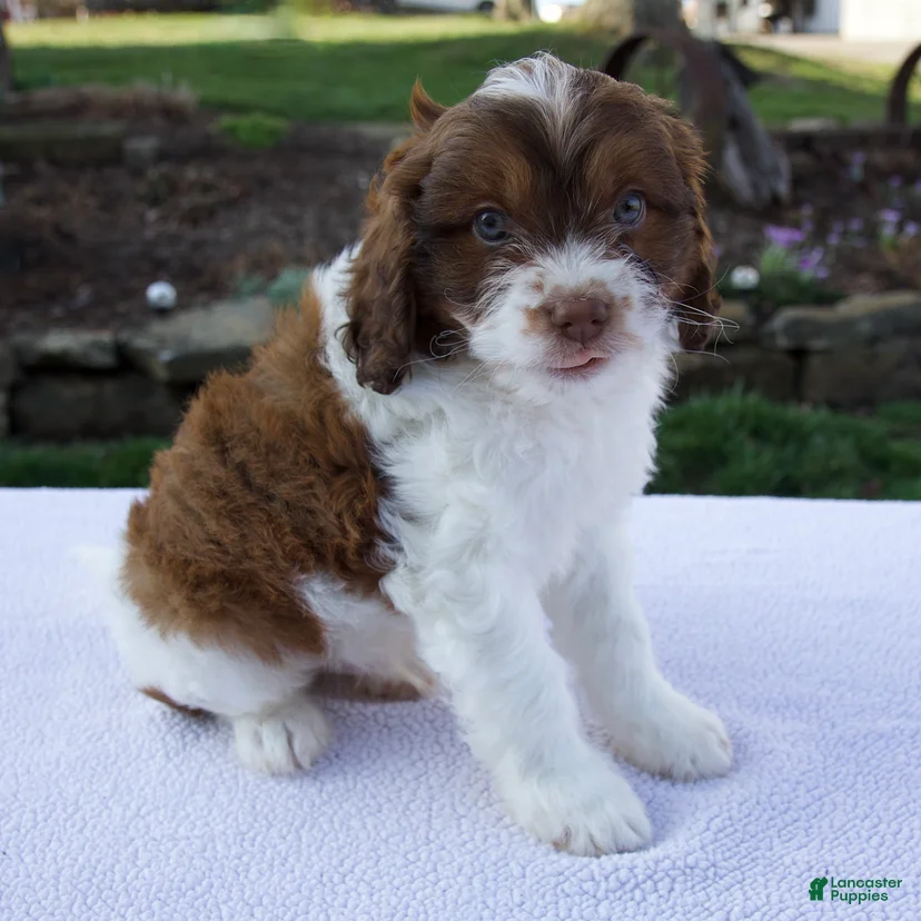 Echo Cavapoo for sale in Dundee | Lancaster Puppies
