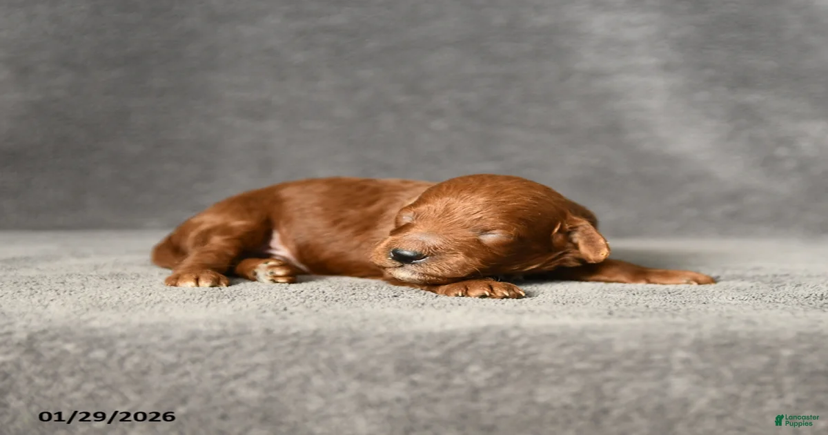 Jackson for sale in East Earl | Lancaster Puppies