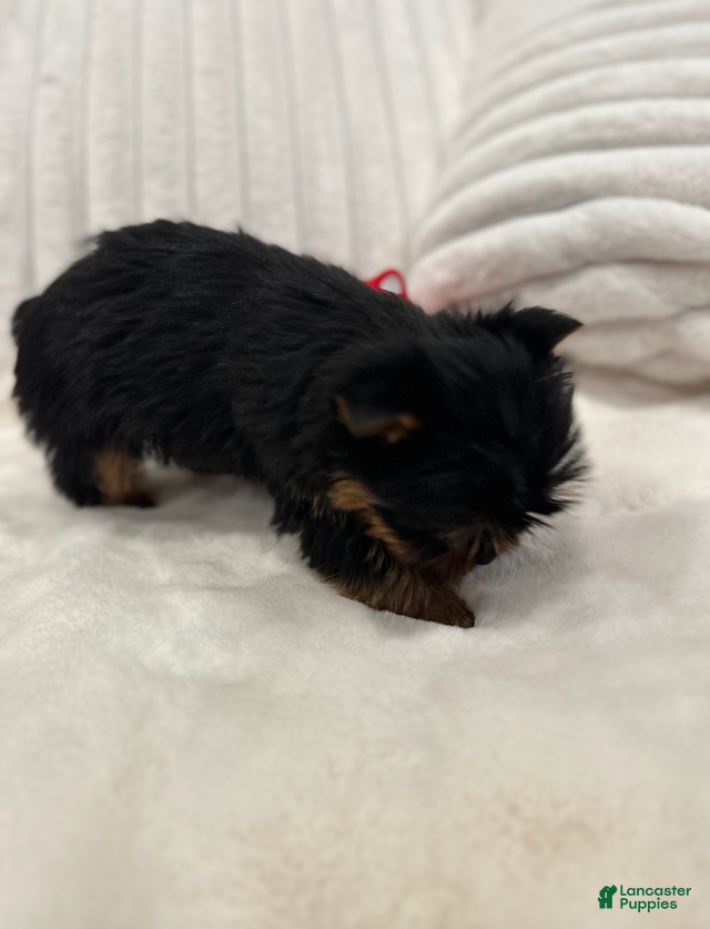 Teacup Teddy- POTTY AND CRATE TRAINED home raised for sale in Queens ...