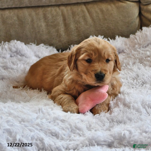 Sugar Kiss for sale in Candor | Lancaster Puppies