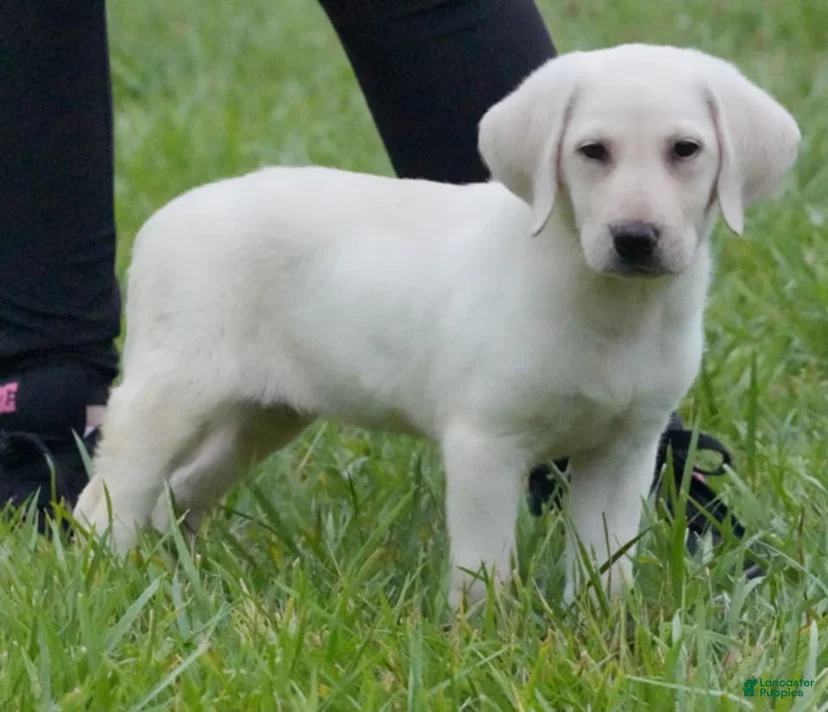 Labrador Retriever 4 Labrador Retriever for sale in Chase City ...