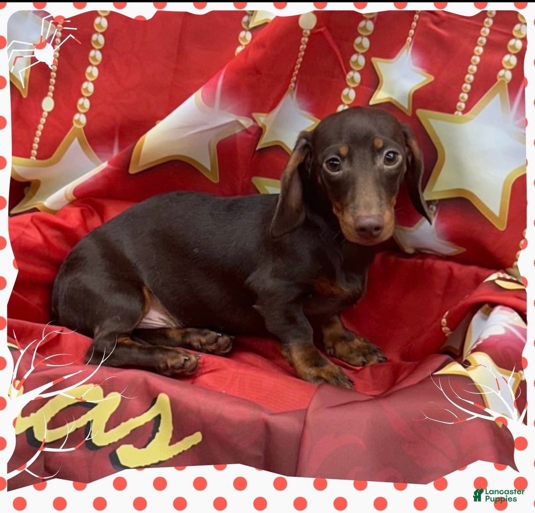 Tanner for sale in Commodore | Lancaster Puppies