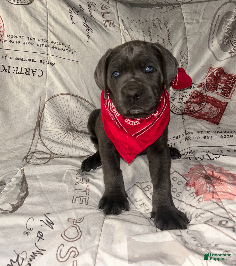 Cane Corso Puppy 3 for sale in Monee | Lancaster Puppies