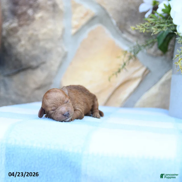 Flossie Cavapoo for sale in East Earl | Lancaster Puppies