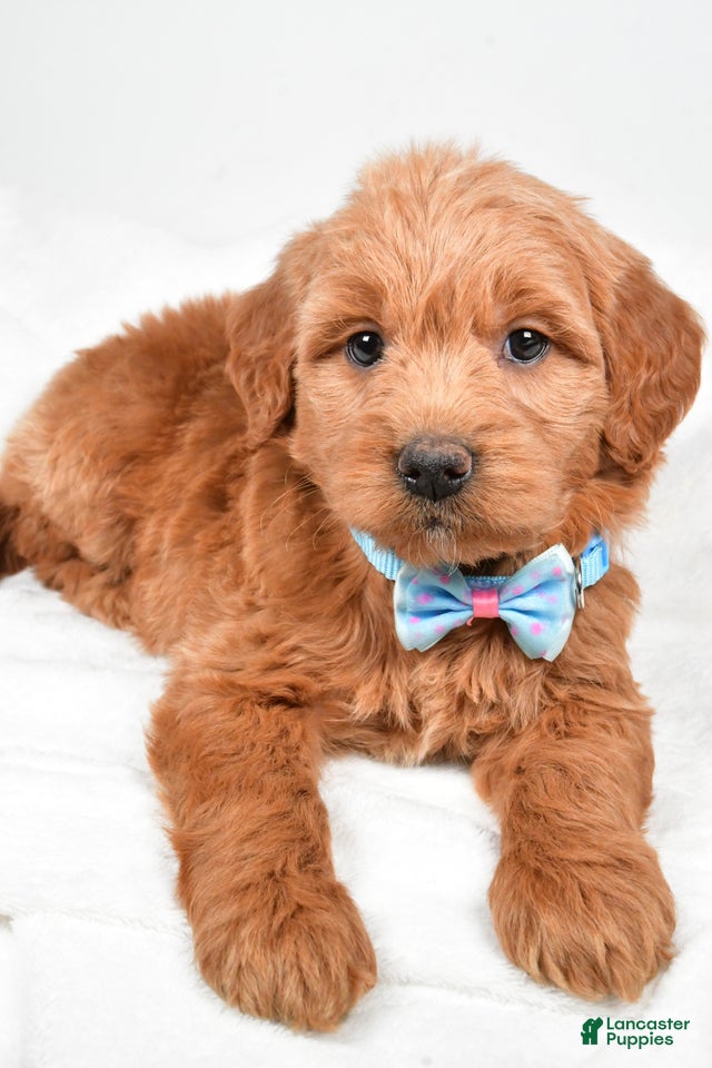 Brent for sale in Fresno | Lancaster Puppies