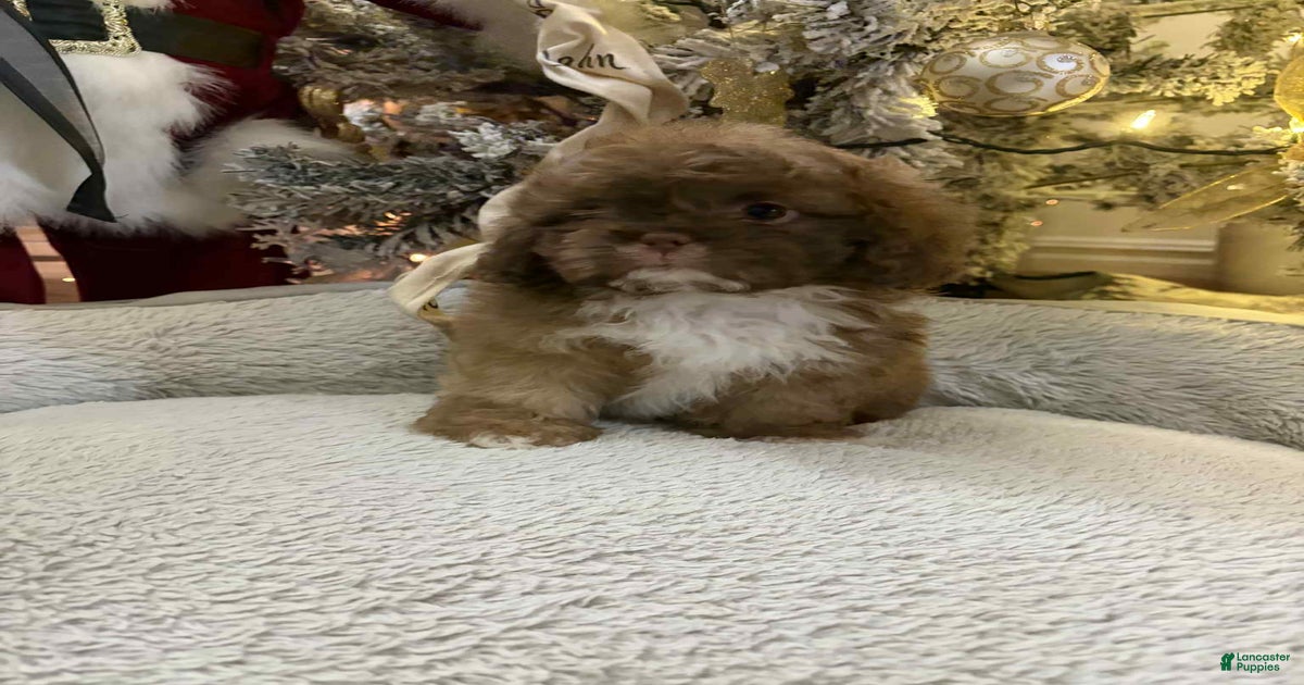 Robin for sale in Queens | Lancaster Puppies