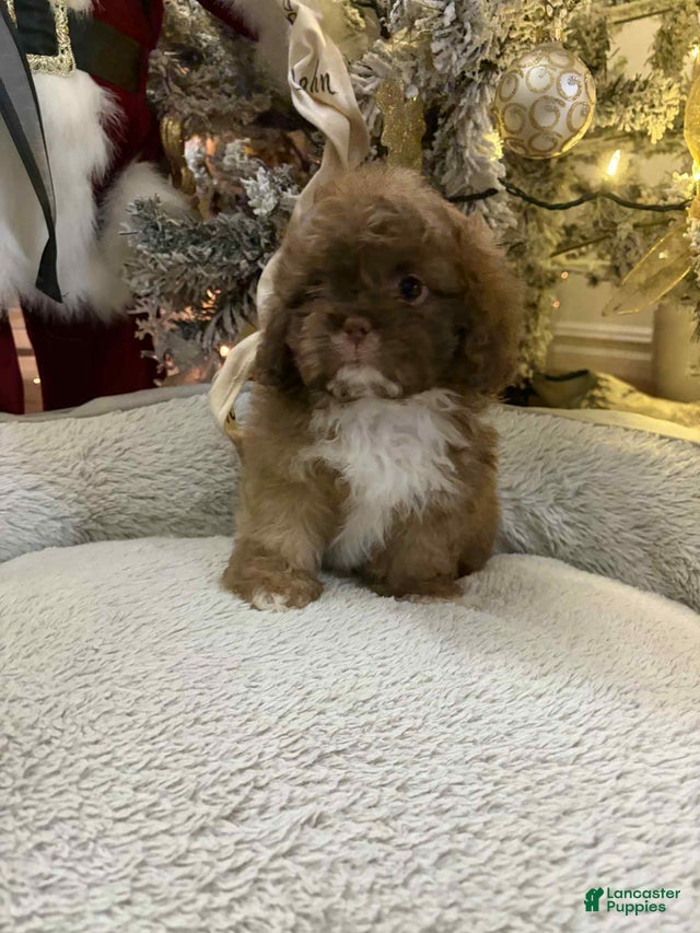 Robin for sale in Queens | Lancaster Puppies