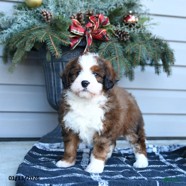 Merle for sale in Honey Brook | Lancaster Puppies